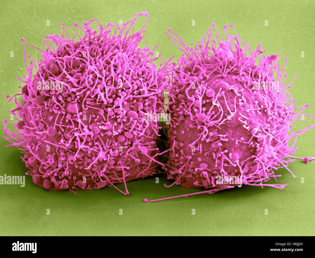Hela cell Banque de photographies et d’images à haute résolution - Alamy