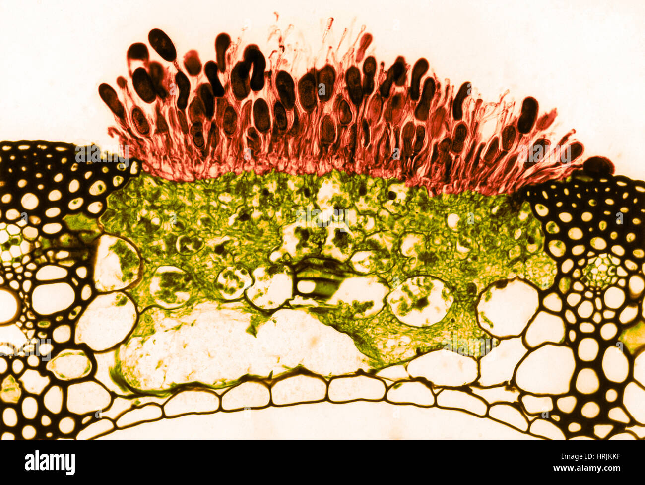 Black stem rust puccinia graminis Banque de photographies et d’images à ...