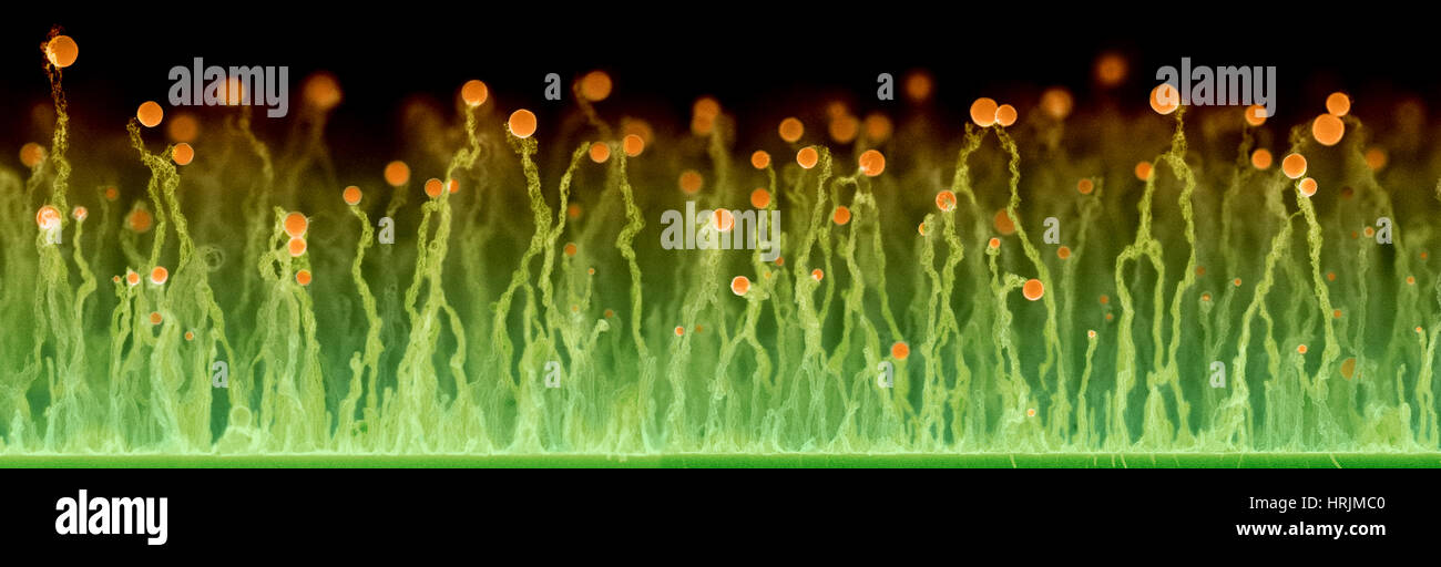 Scanning electron microscope image Banque de photographies et d’images ...