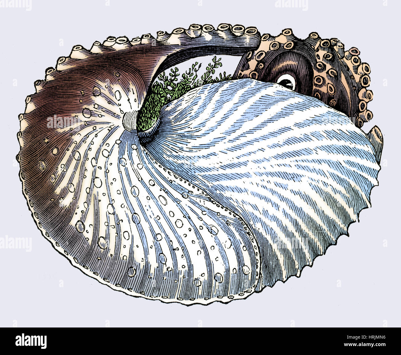 Argonaut nautilus Banque de photographies et d’images à haute ...