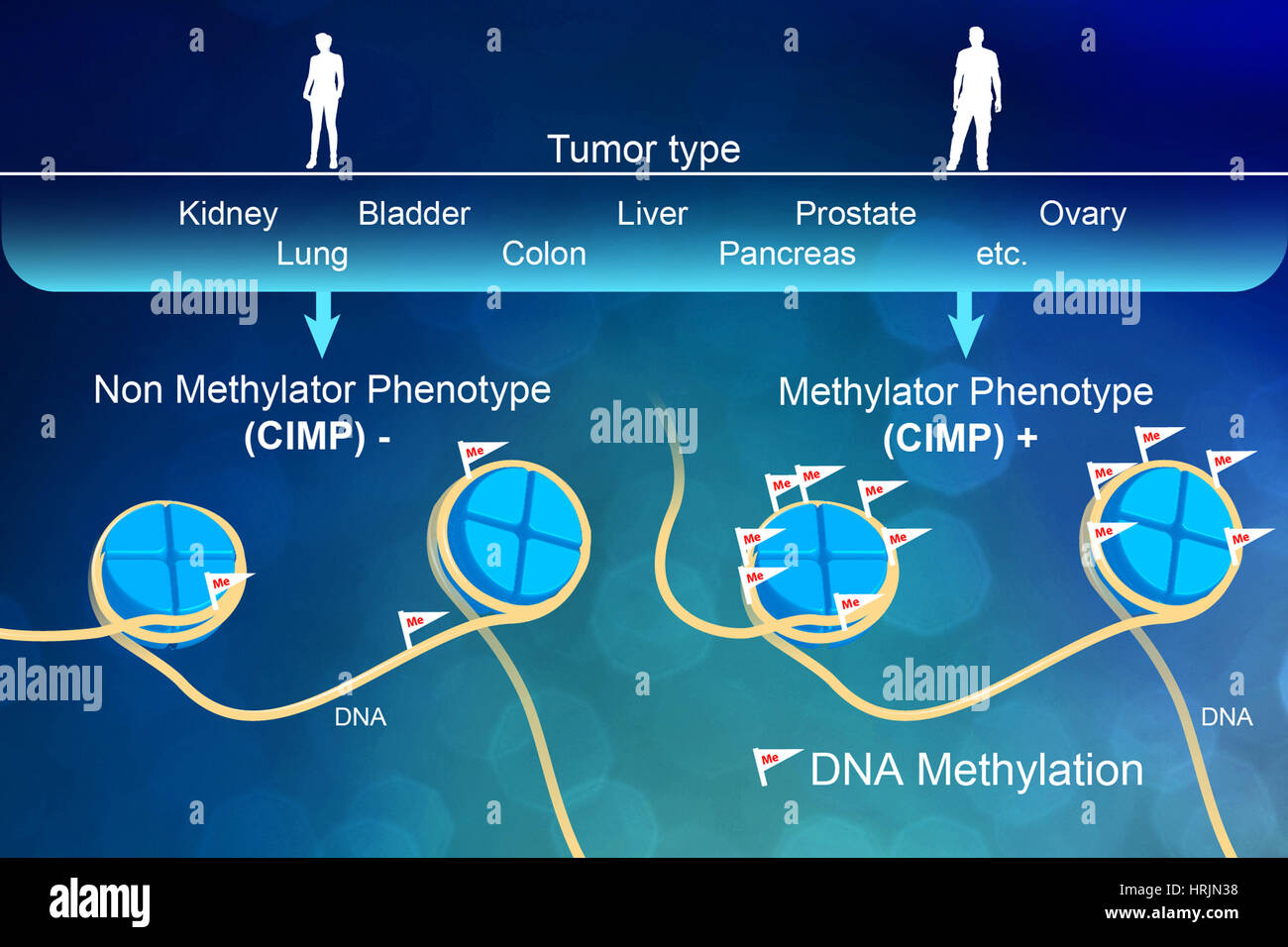 La méthylation de l'ADN, l'épigénétique Photo Stock - Alamy