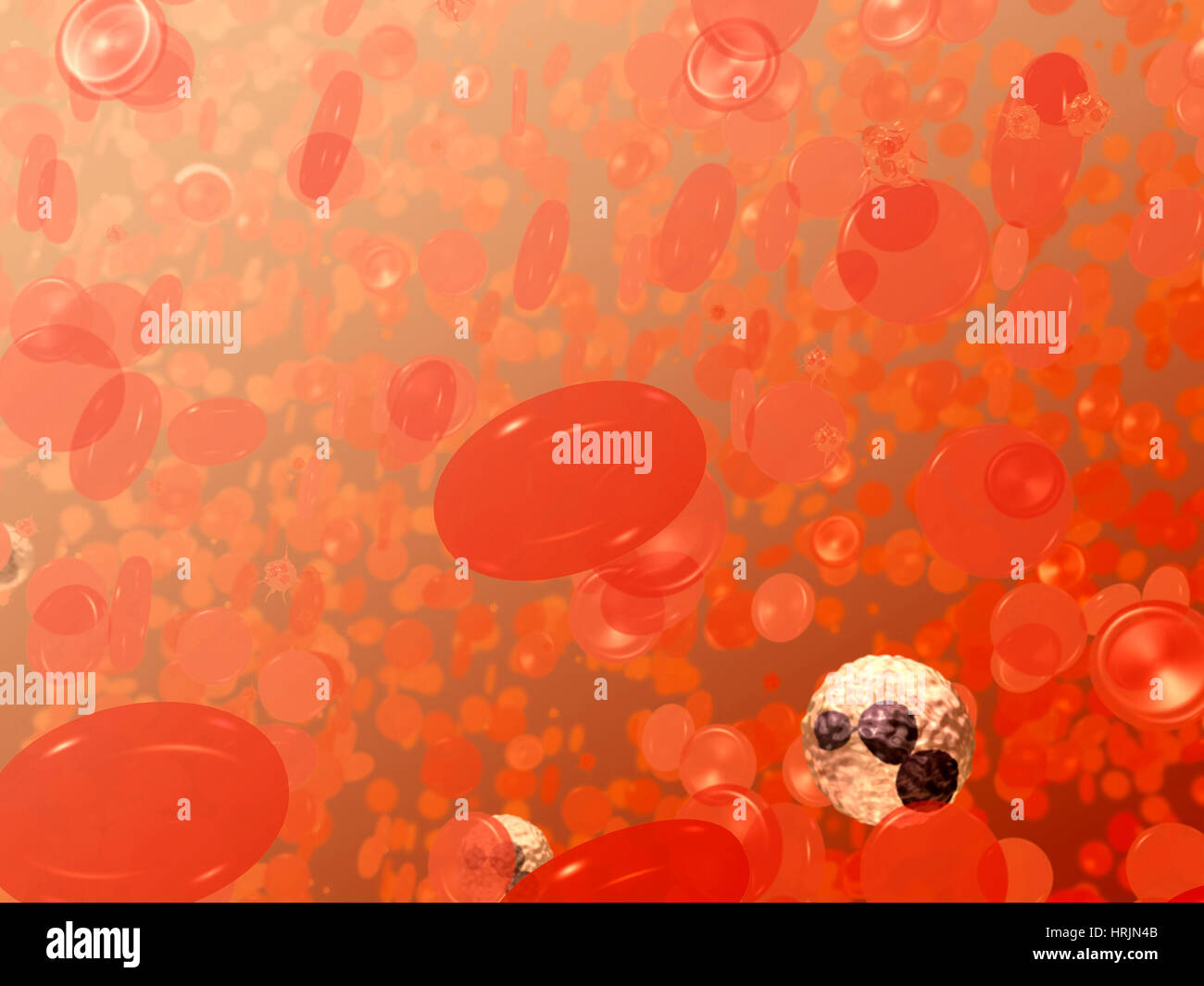 Neutrophil granulocytes Banque de photographies et d’images à haute ...