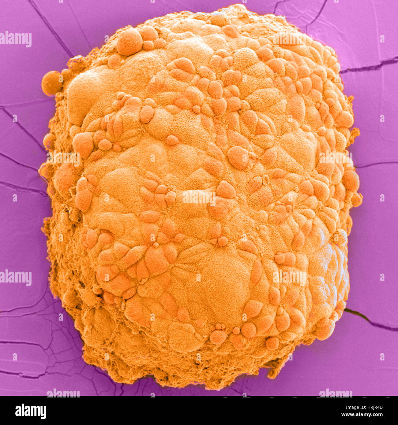 Ellipsoid of revolution Banque de photographies et d’images à haute ...