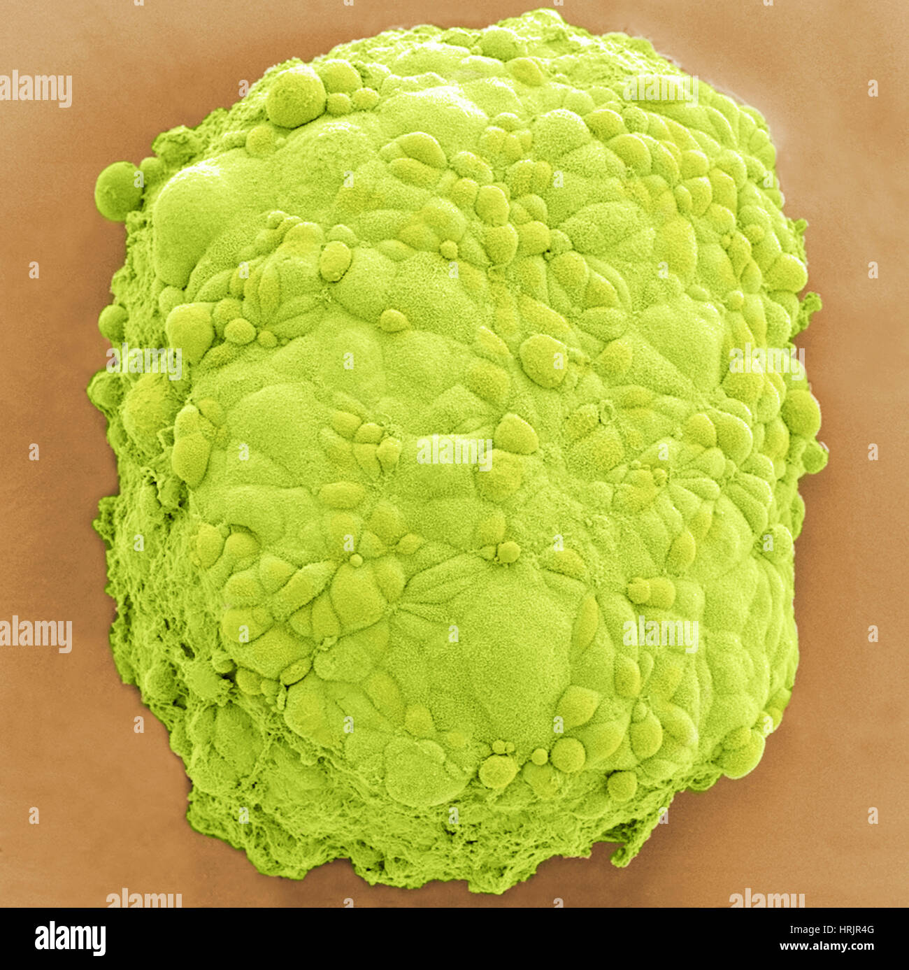 Ellipsoid of revolution Banque de photographies et d’images à haute ...