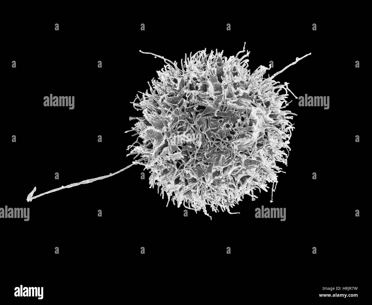 Nk cell Banque de photographies et d’images à haute résolution - Alamy