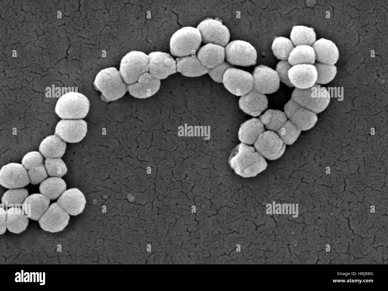 Micrococcus Luteus Banque d'image et photos - Alamy