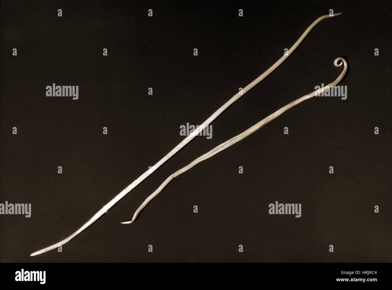 Ascaris lumbricoides Banque de photographies et d’images à haute ...