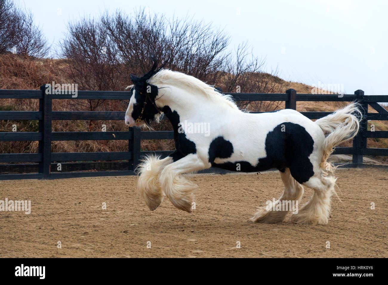 Irish cob Banque de photographies et d’images à haute résolution - Alamy