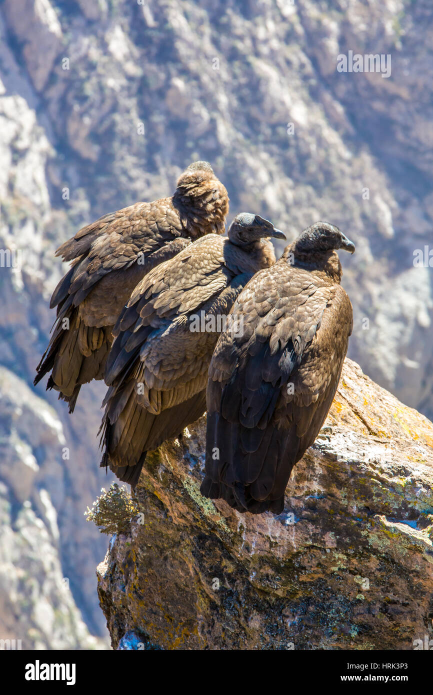 Trois Condors au canyon de Colca assis,Pérou,l'Amérique du Sud. C'est ...
