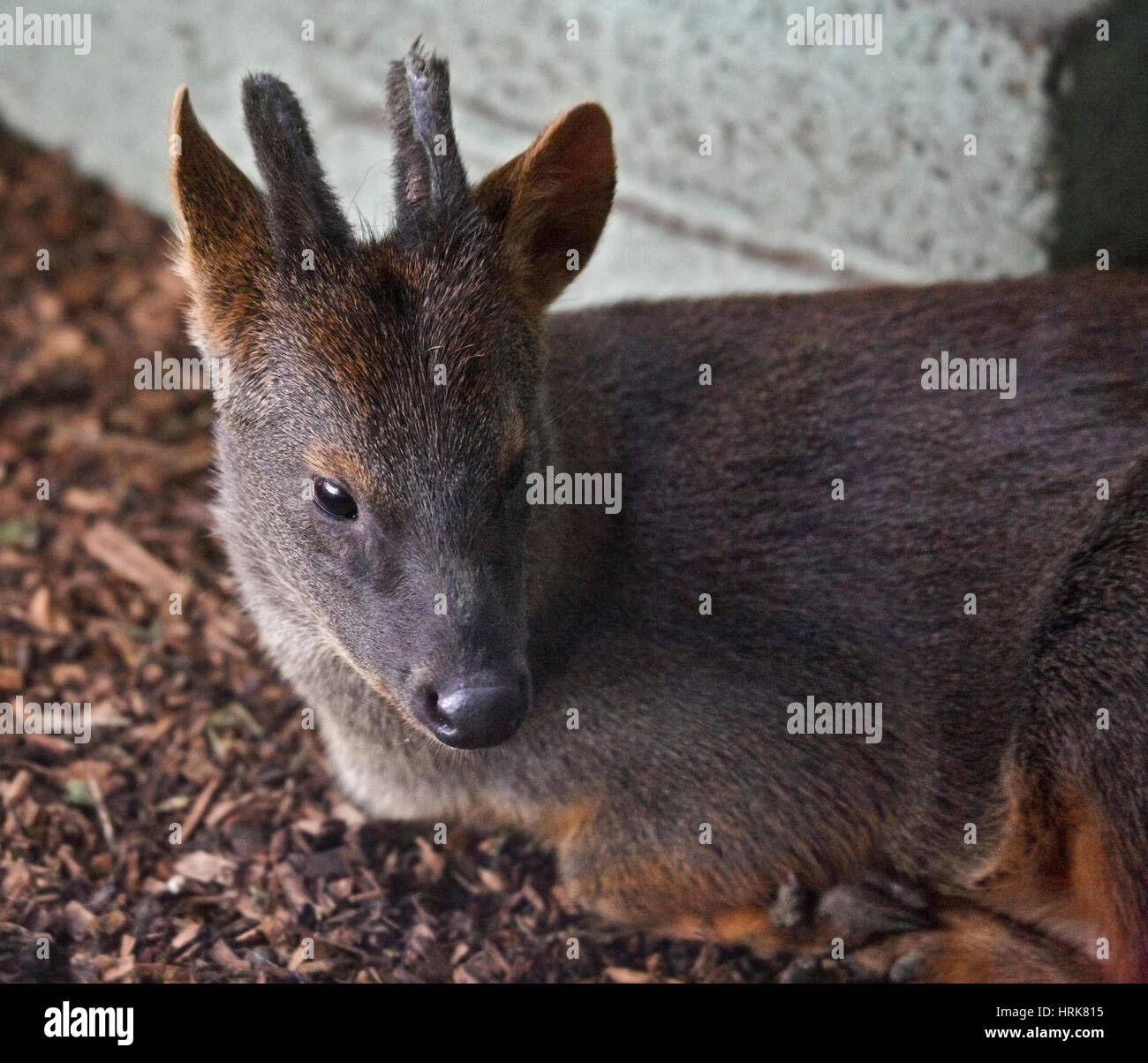 Pudu deer Banque de photographies et d’images à haute résolution - Alamy