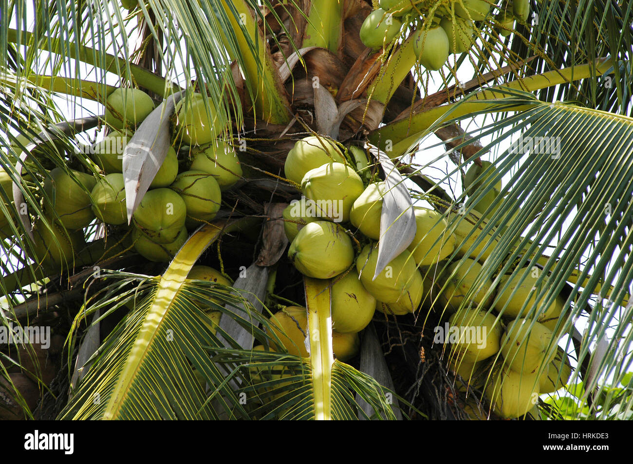 Arbre généalogique de cocotiers sur l'île de Koh Chang, Thaïlande Photo ...