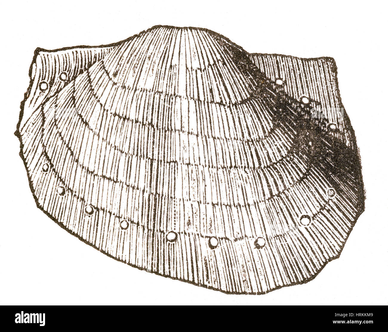 Productus brachiopod fossil Banque d'images détourées - Alamy