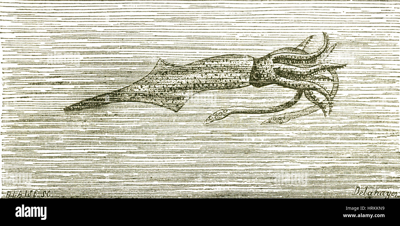 Époque jurassique Banque de photographies et d’images à haute ...