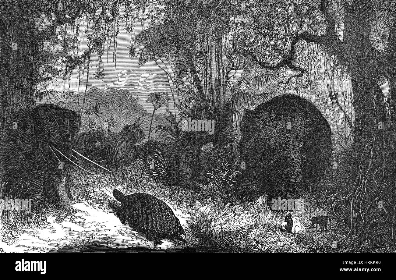 Faune quaternaire Banque de photographies et d’images à haute ...
