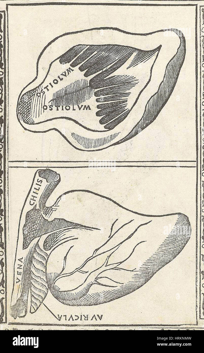 écorché anatomique Banque de photographies et d’images à haute ...