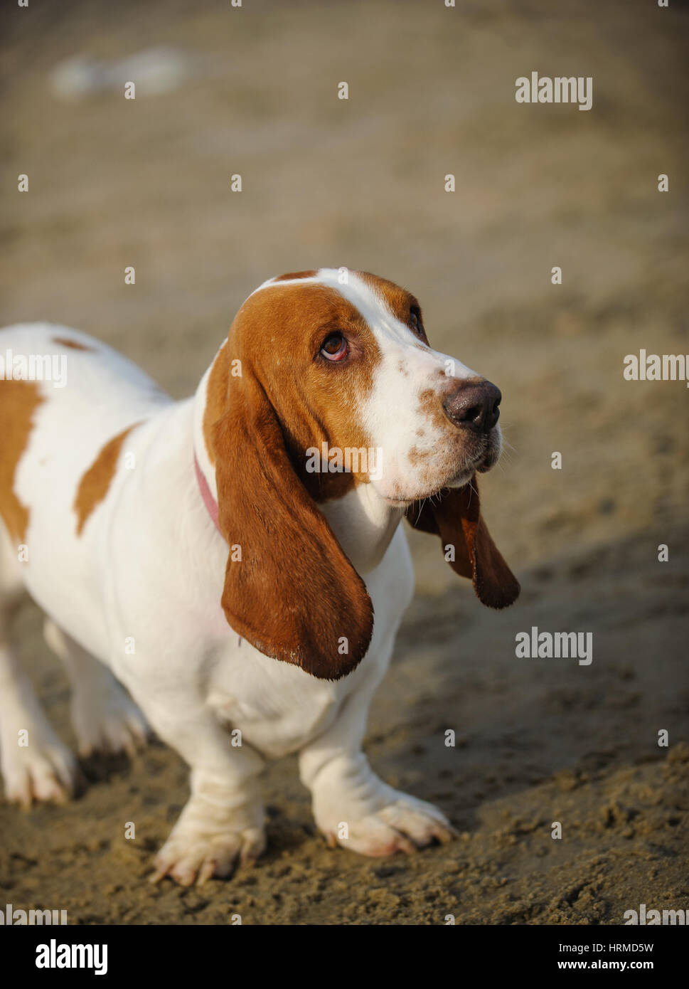 Basset hound dog Banque de photographies et d’images à haute résolution ...