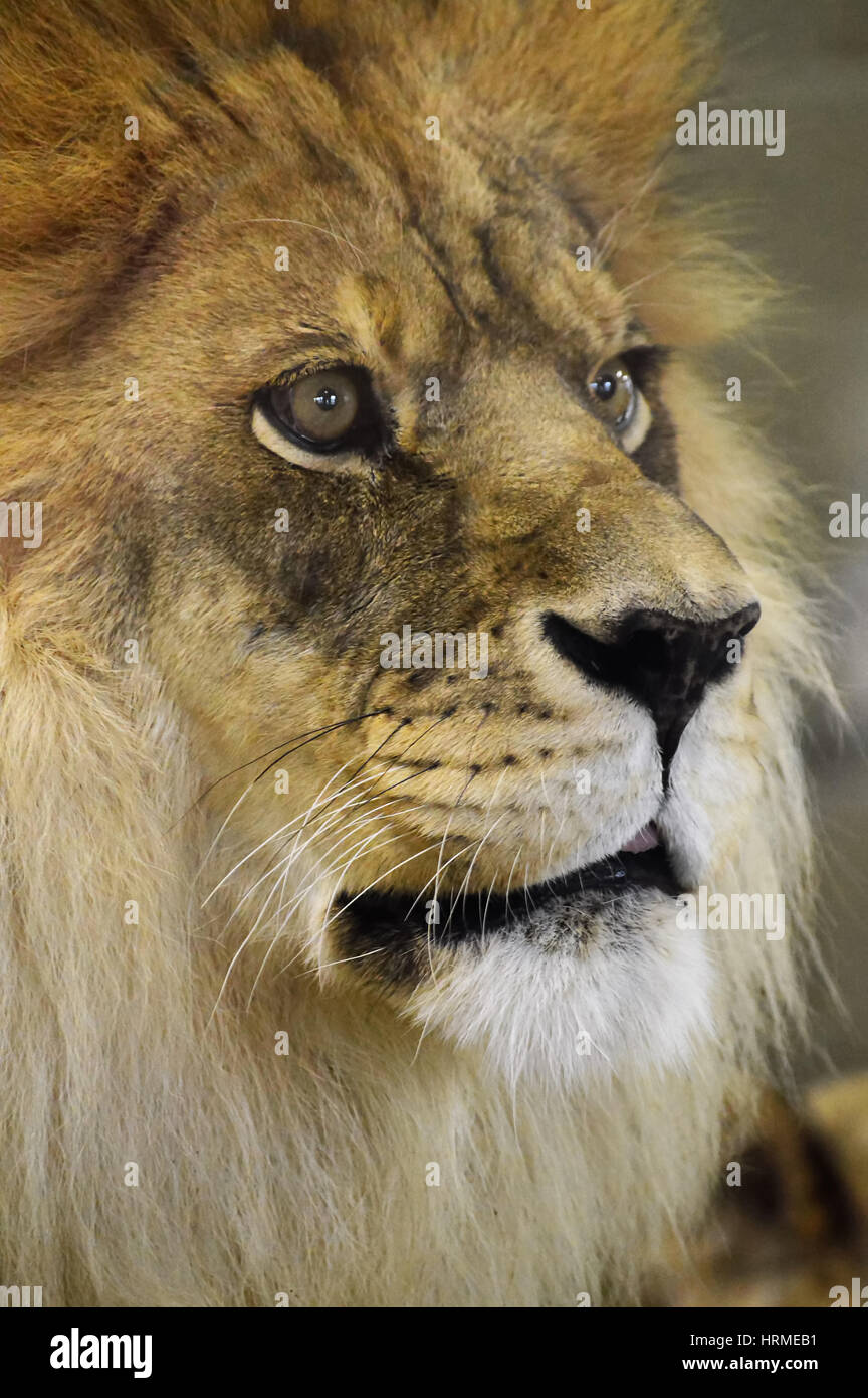 Lion adulte Banque de photographies et d’images à haute résolution - Alamy