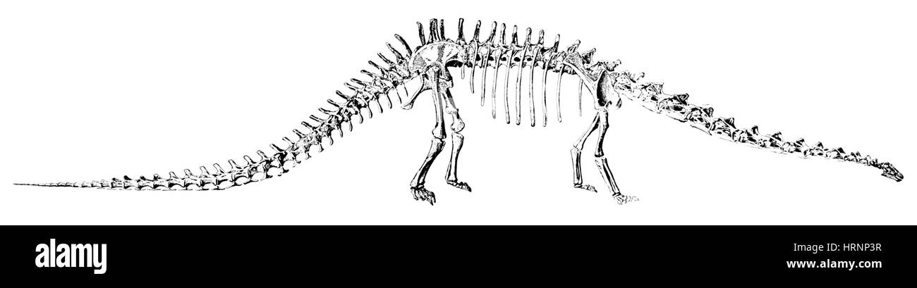 Dessin de dinosaure facile Banque d'images noir et blanc - Alamy
