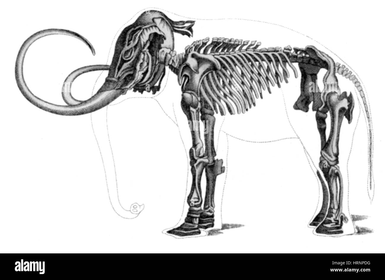 Elephas maximus drawing Banque de photographies et d’images à haute ...