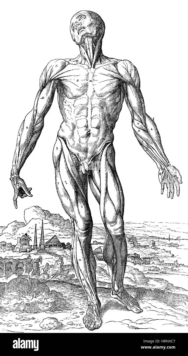 Anatomie De La Musculature Humaine Vesalius Banque De Photographies Et Dimages à Haute