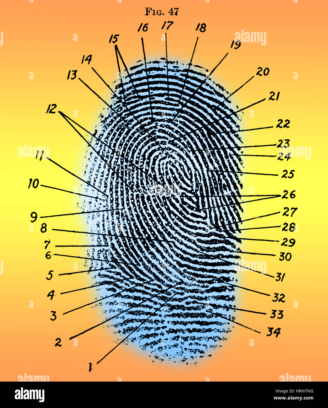 Classification des empreintes digitales Banque de photographies et d ...