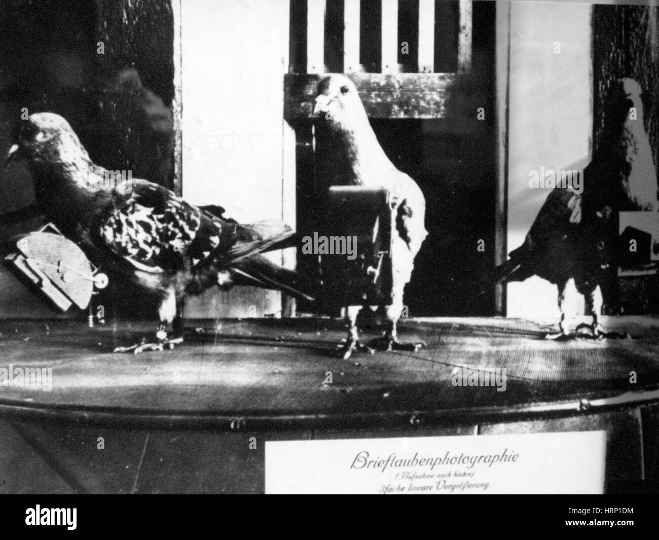 Pigeon voyageur guerre Banque de photographies et d’images à haute ...