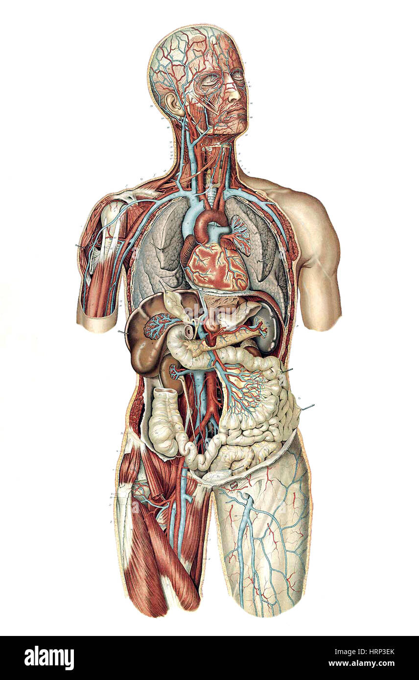 Anatomie du corps humain, Laskowski, 1894 Photo Stock - Alamy