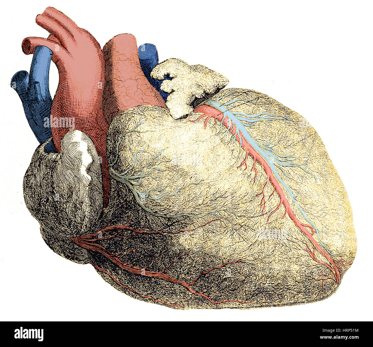 Coeur illustration Banque de photographies et d’images à haute ...