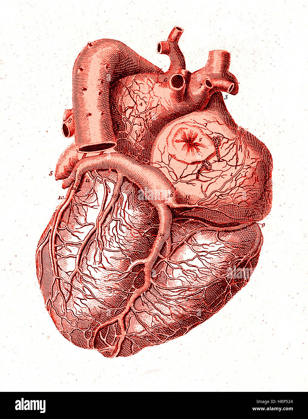 Anatomie coeur humain gravure Banque d'images détourées - Page 2 - Alamy
