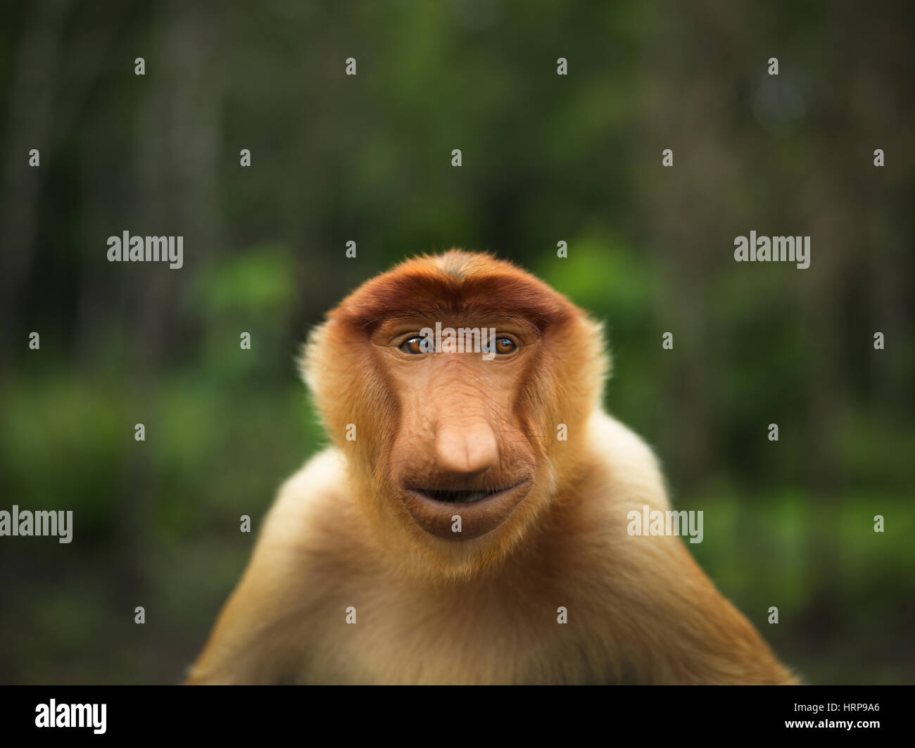 Singe à long nez Banque de photographies et d’images à haute résolution ...