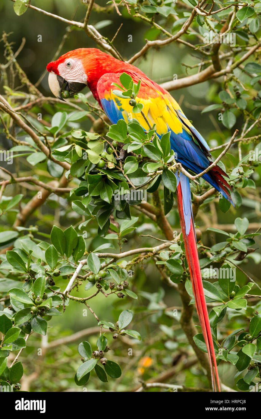 L'ara rouge, Ara macao, est un grand perroquet coloré, on trouve du ...