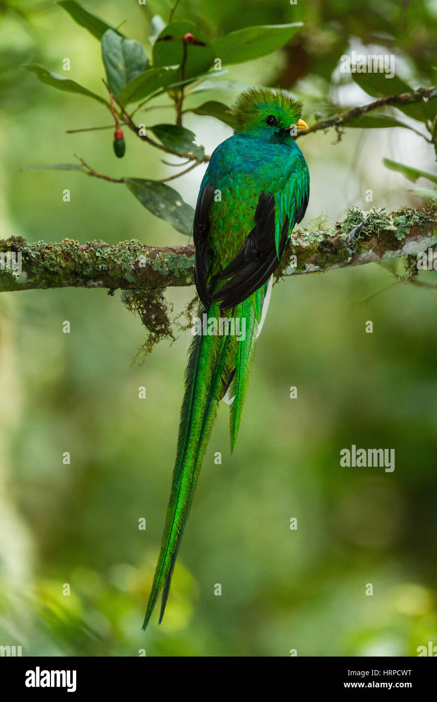 Le Quetzal resplendissant, Pharomachrus mocinno, était l'oiseau sacré ...