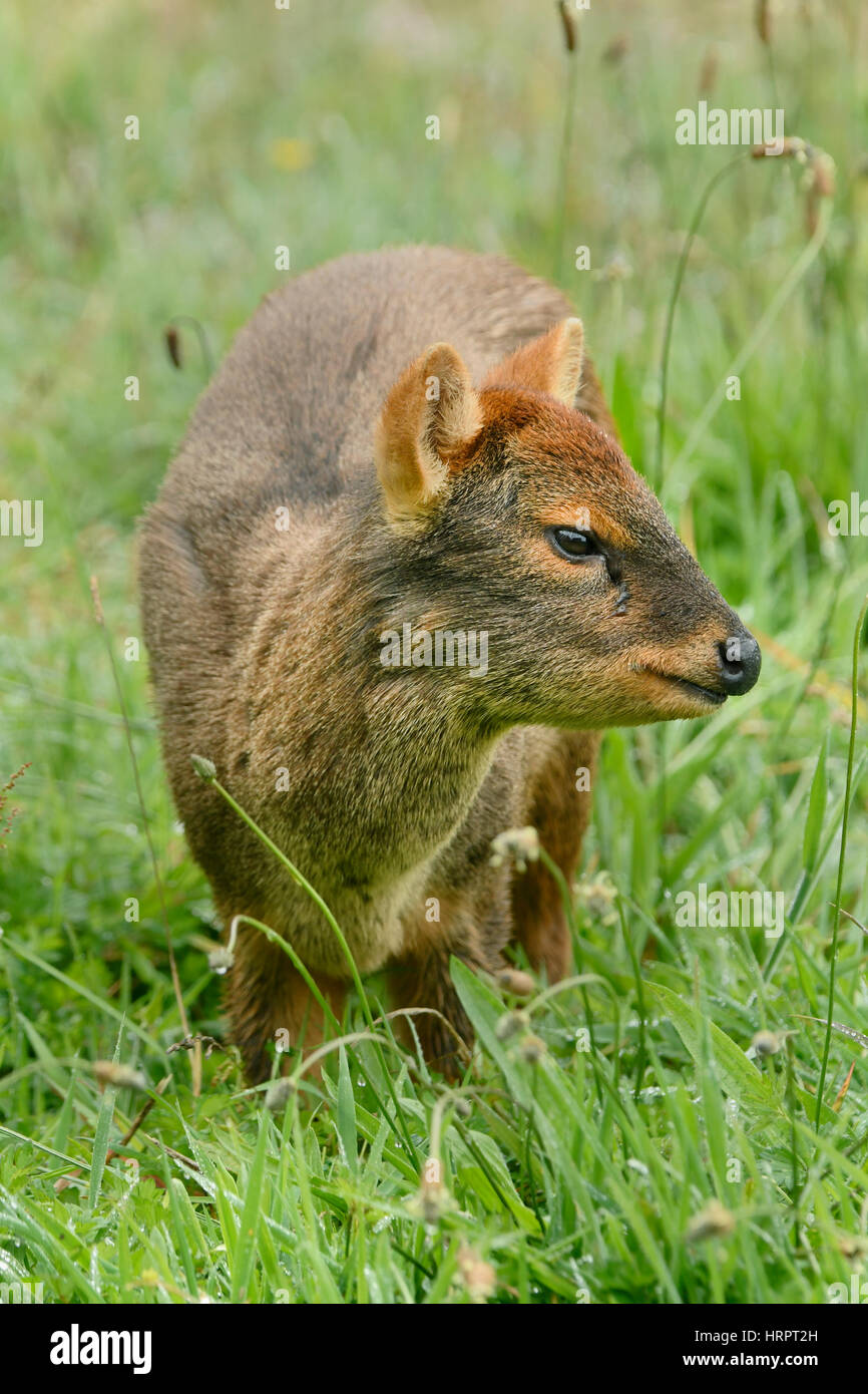 Pudu du sud Banque de photographies et d’images à haute résolution - Alamy