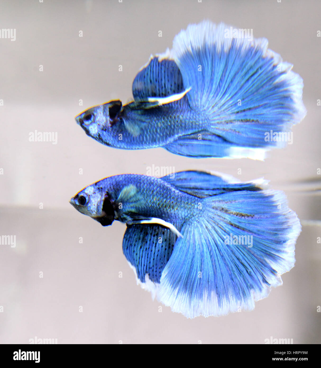 Betta splendens Banque de photographies et d’images à haute résolution ...