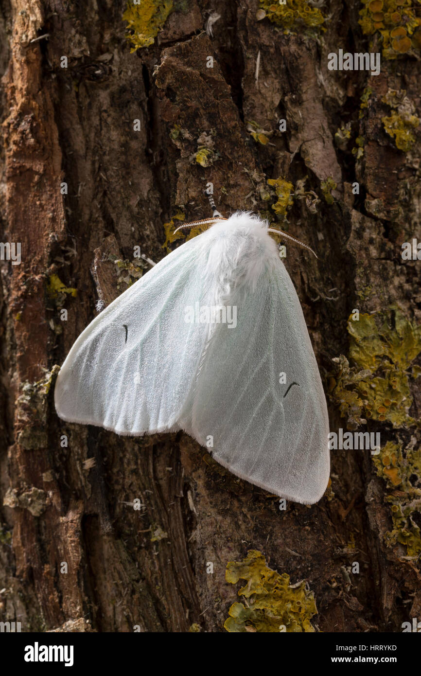 Arctornis l nigrum moth Banque de photographies et d’images à haute ...