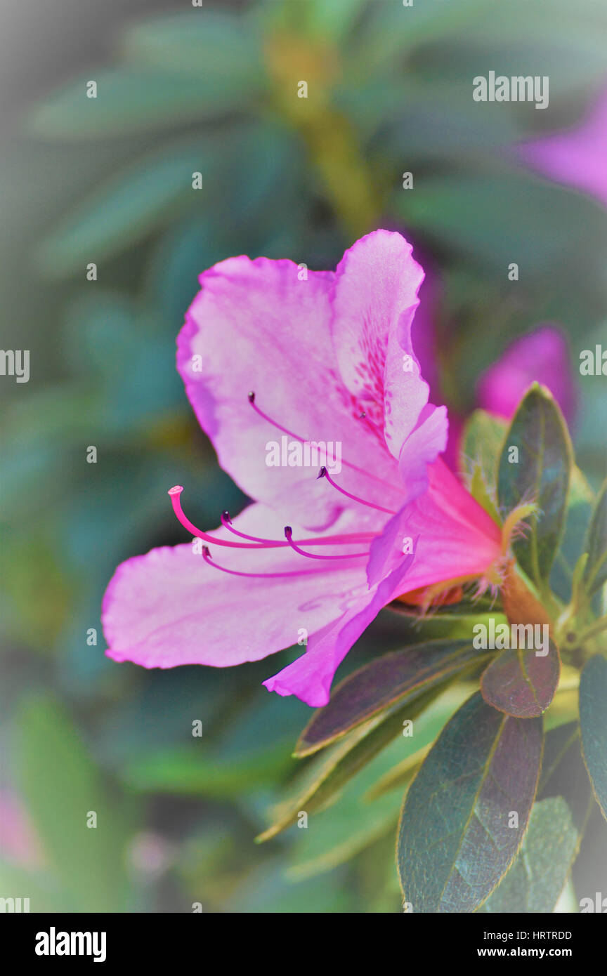 Fleurs d'azalée Banque de photographies et d’images à haute résolution ...