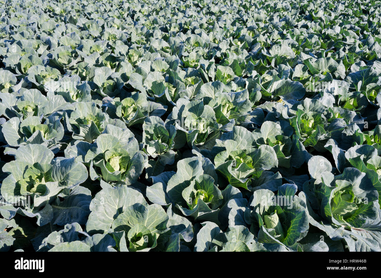 Choux pointus Banque de photographies et d’images à haute résolution ...