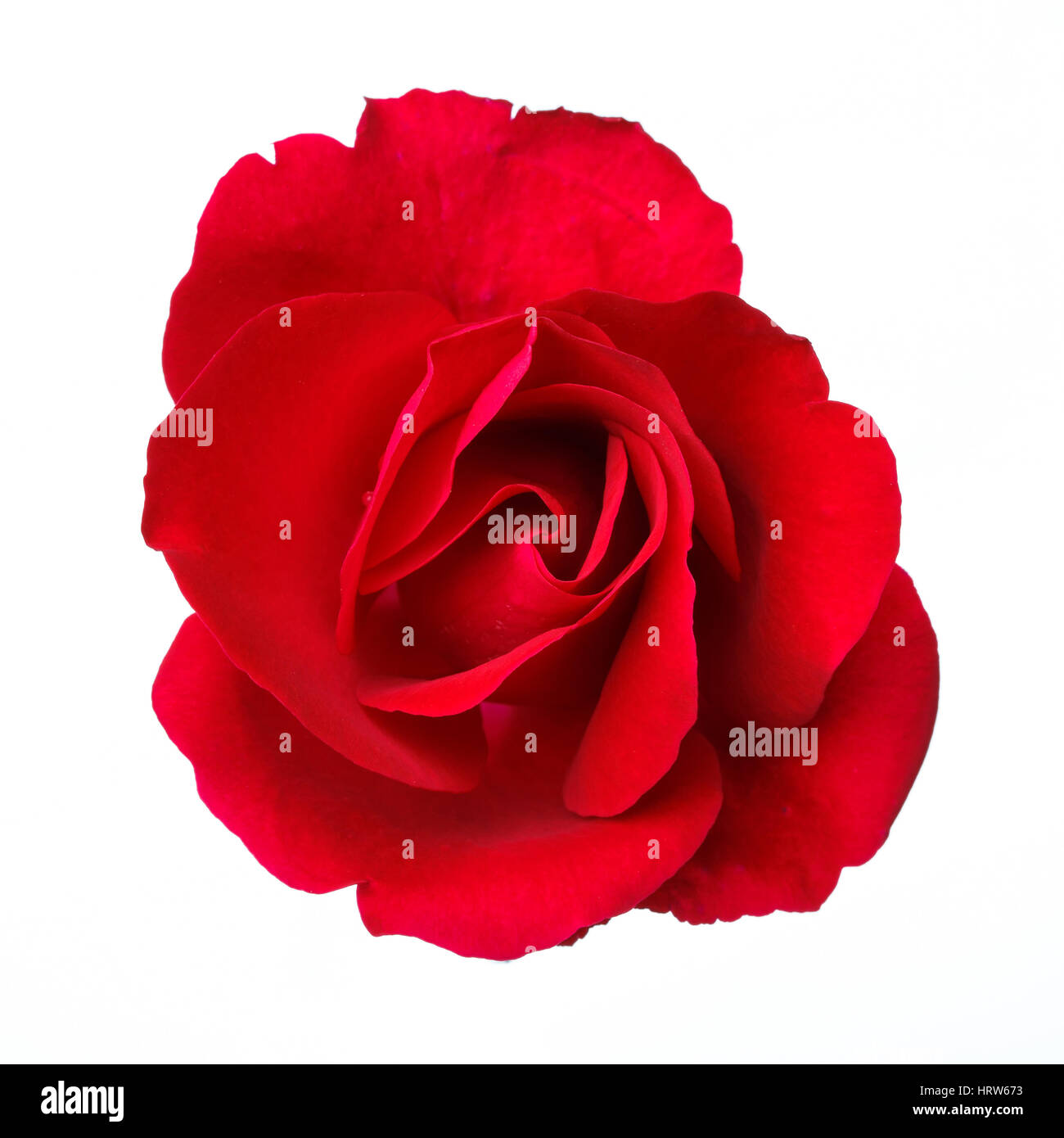 Rose rouge sur fond blanc Banque de photographies et d’images à haute ...