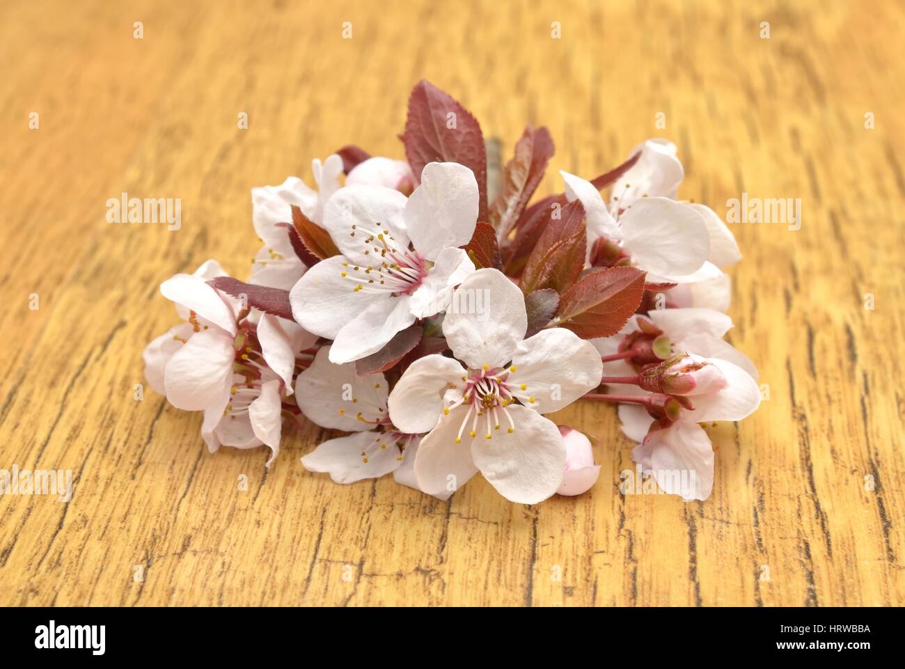 Fleur de cerisier rouge Banque de photographies et d’images à haute ...