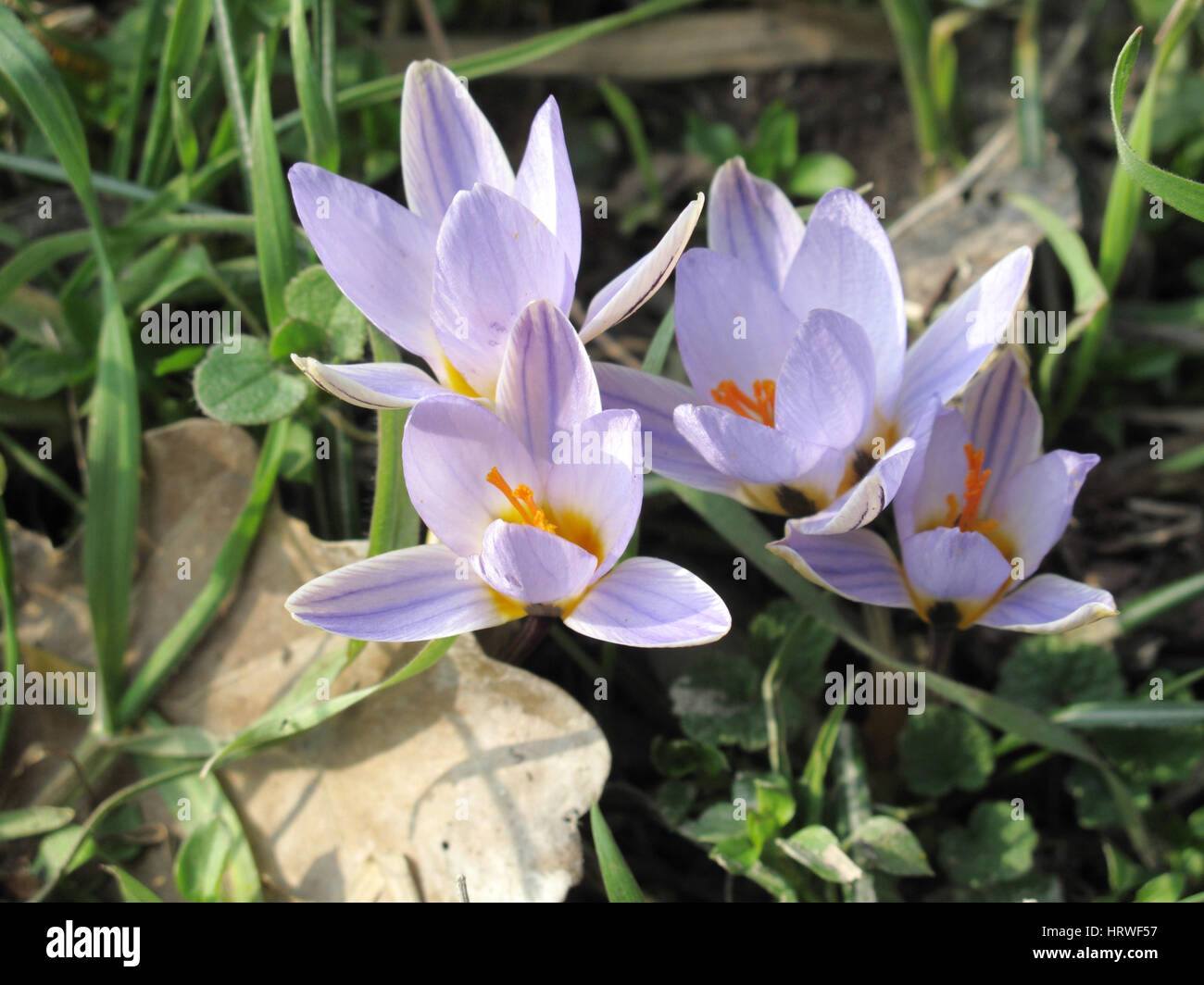 Crocus biflorus Banque de photographies et d’images à haute résolution ...