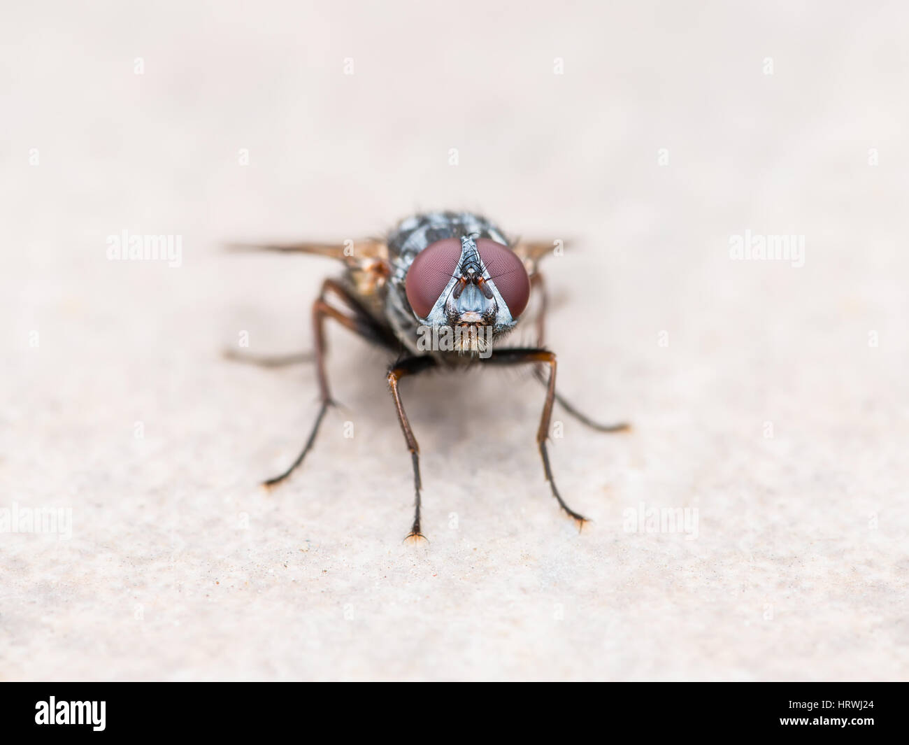 Insecte mouche domestique Banque de photographies et d’images à haute ...