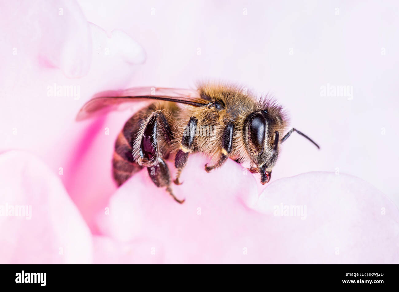 Abeille miel Banque de photographies et d’images à haute résolution - Alamy