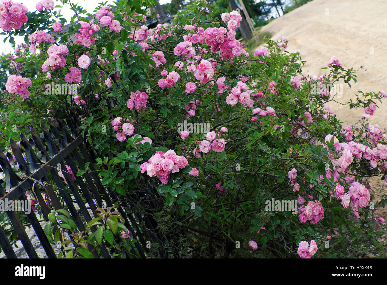 Climbing roses Banque de photographies et d’images à haute résolution ...