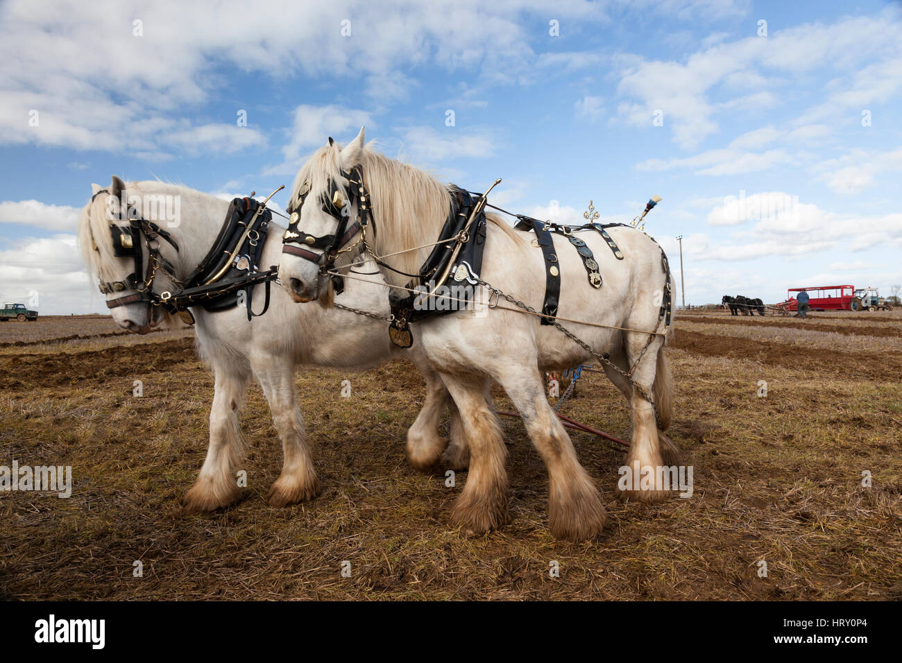 Labour De Cheval Traditionnel Banque d'image et photos - Alamy