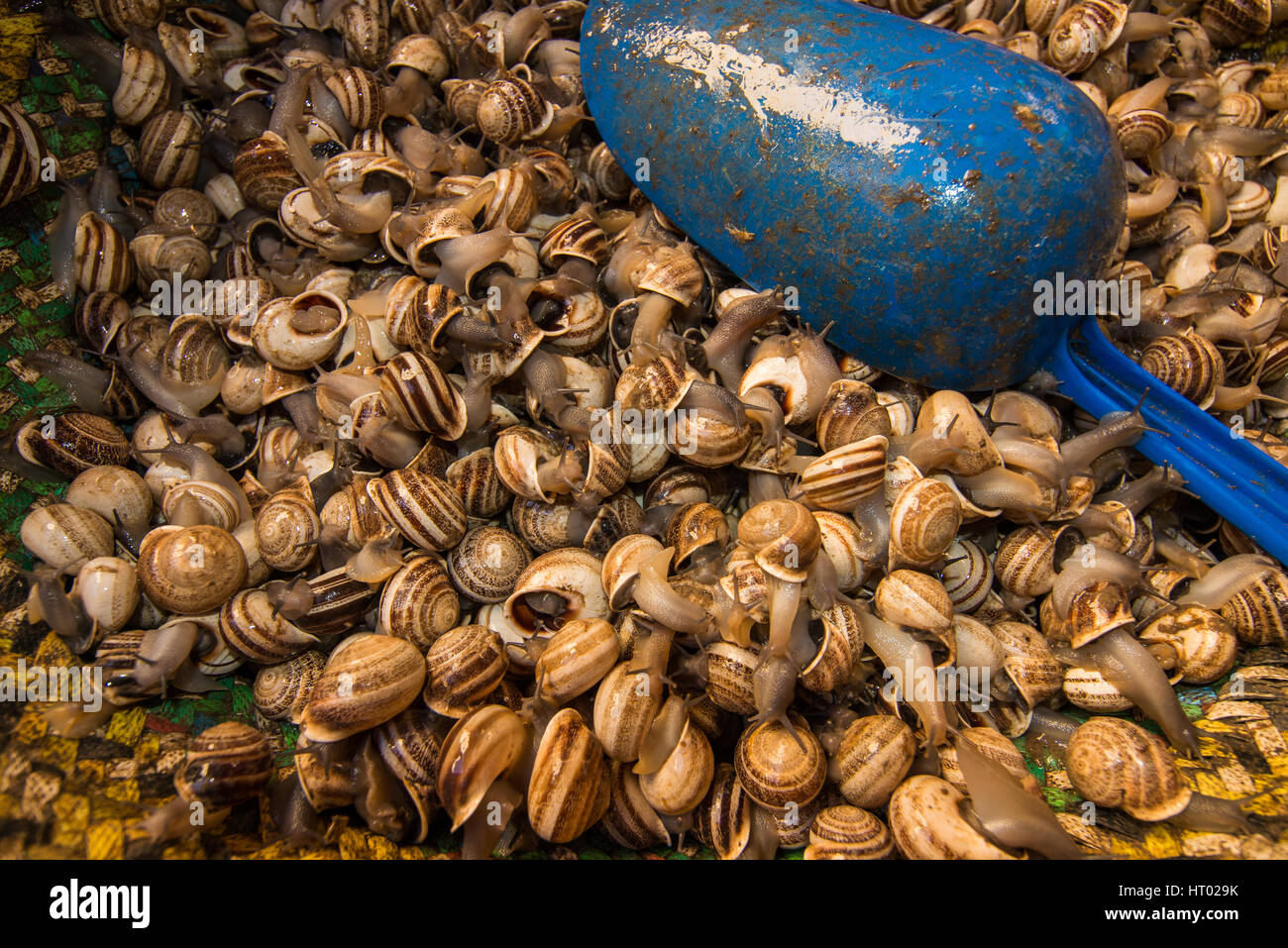 Escargot marocain Banque de photographies et d’images à haute ...