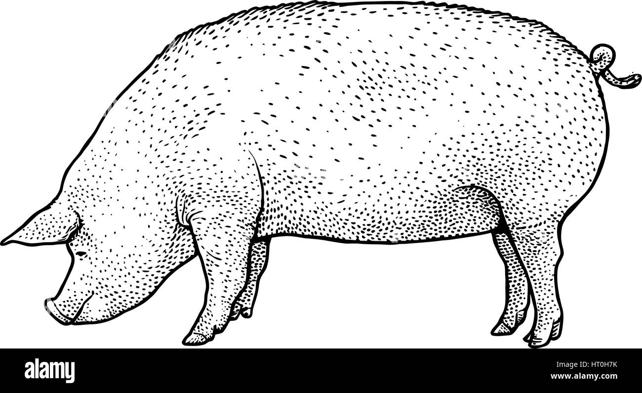 Illustration De Porc Dessin Gravure Encre Dessin Au Trait Vector Image Vectorielle Stock