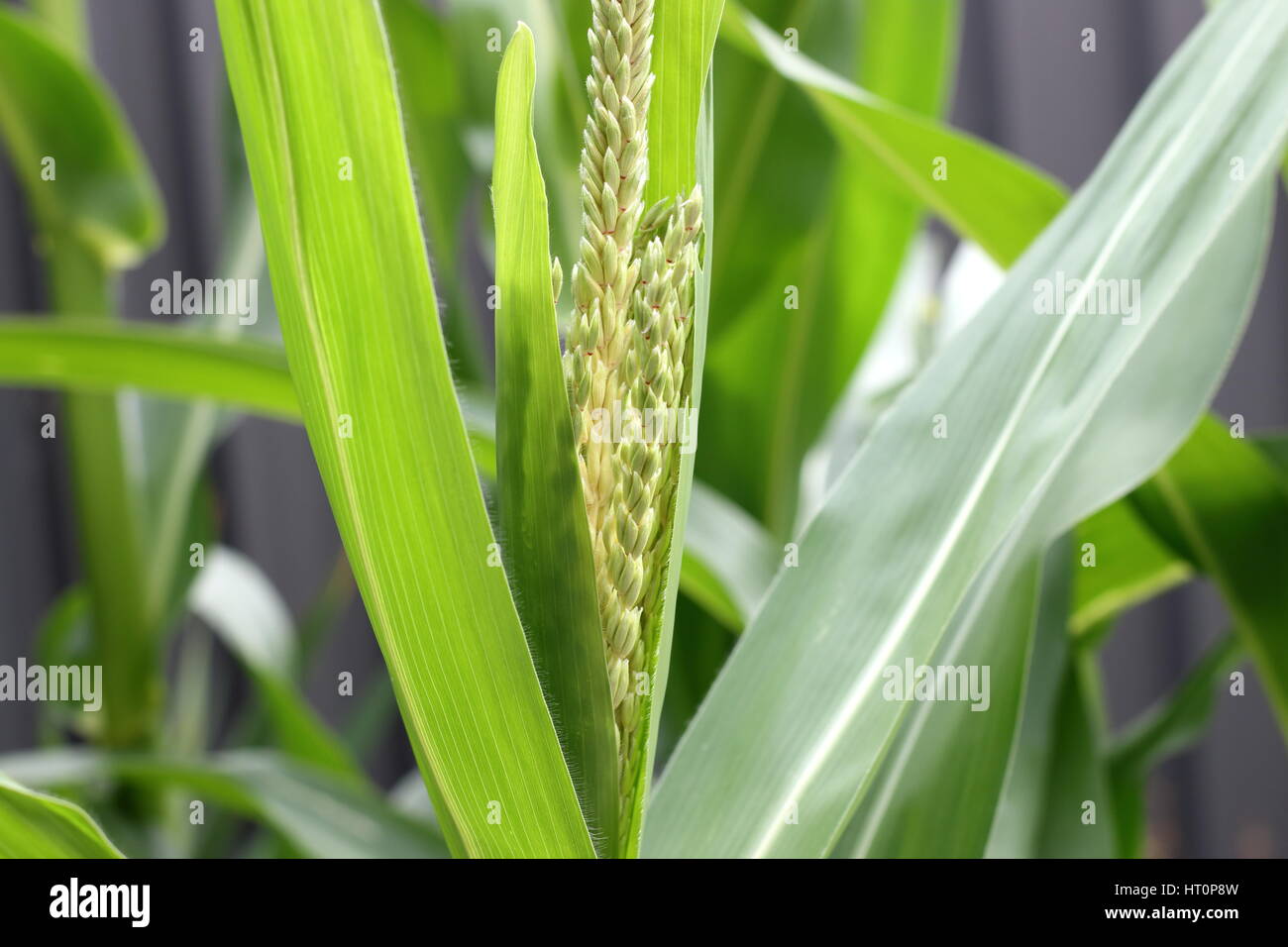 Maize flower Banque de photographies et d’images à haute résolution - Alamy