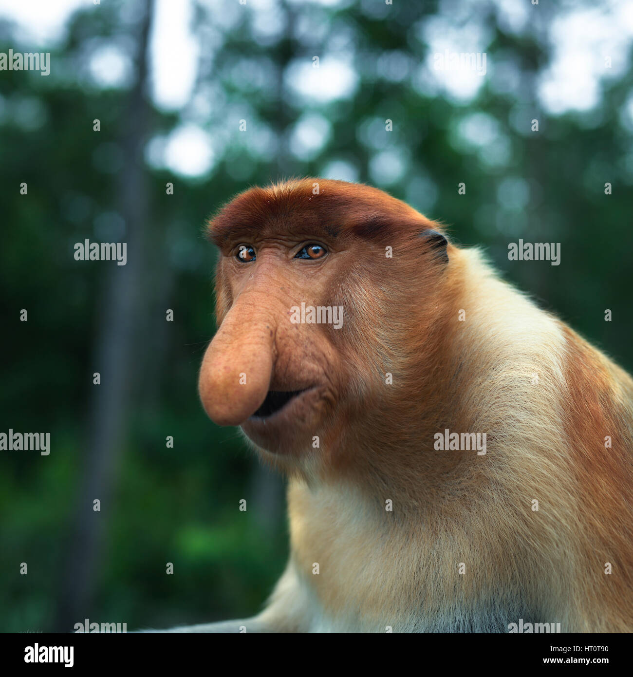 Singe à long nez Banque de photographies et d’images à haute résolution ...