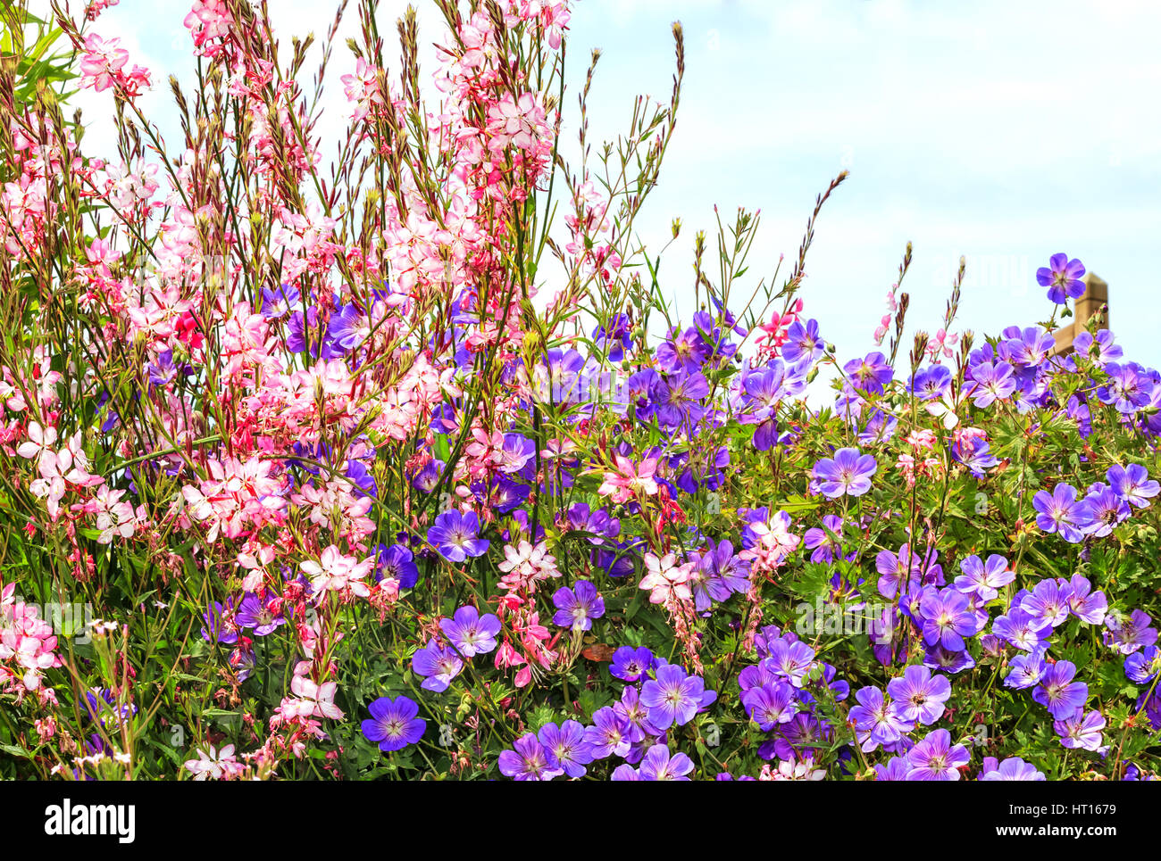 Mixed Border- Géranium Rozanne et VERVEINE Verbena bonariensis (en ...