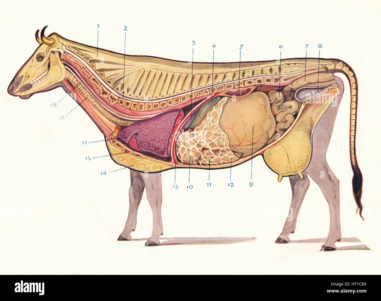 La section médiane de la vache, montrant principaux organes de ...